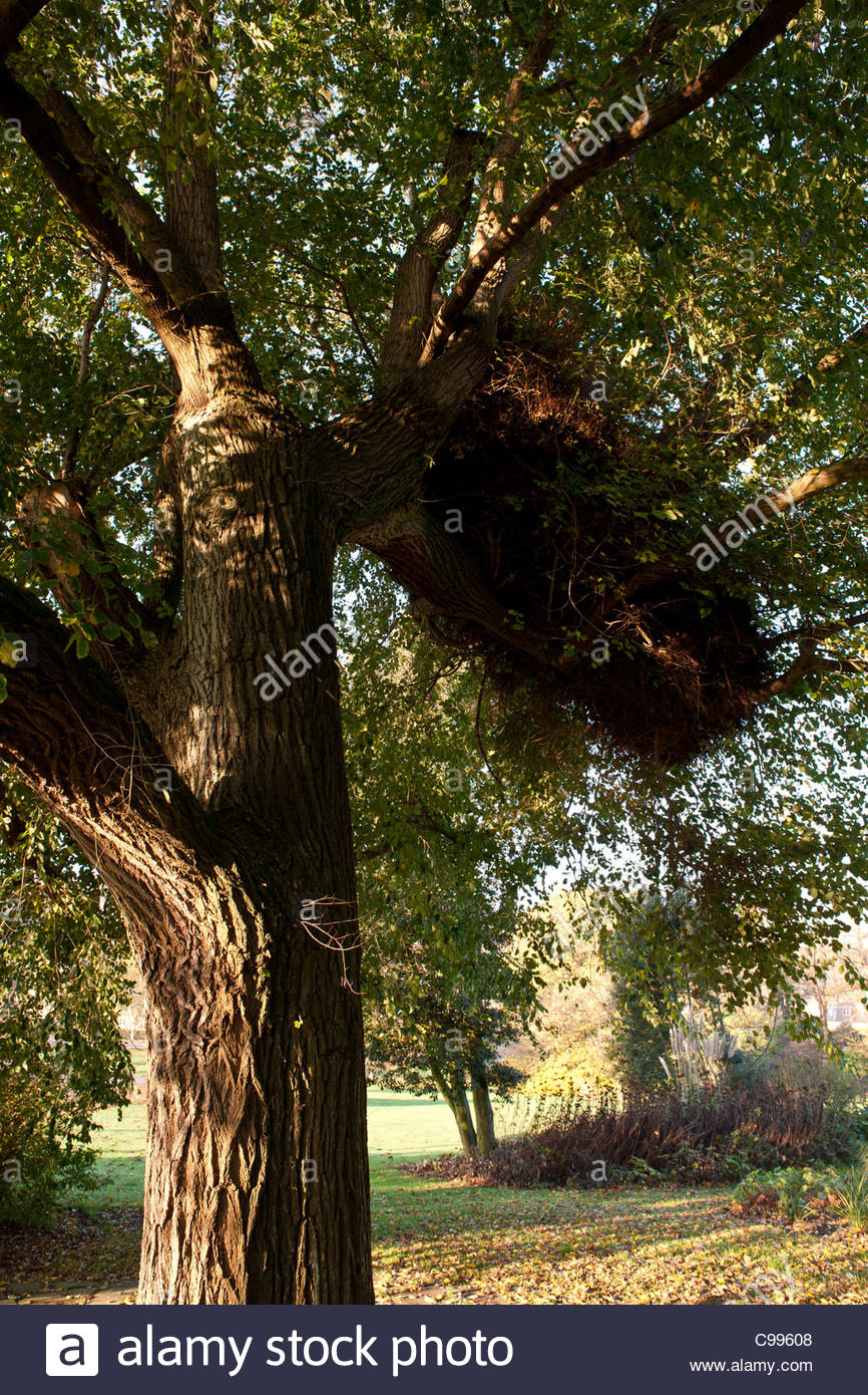 Broom Tree Stock Photos & Broom Tree Stock Images - Alamy