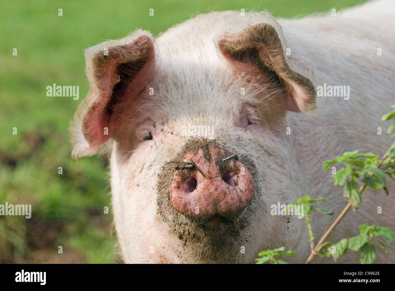pig - portrait Stock Photo - Alamy