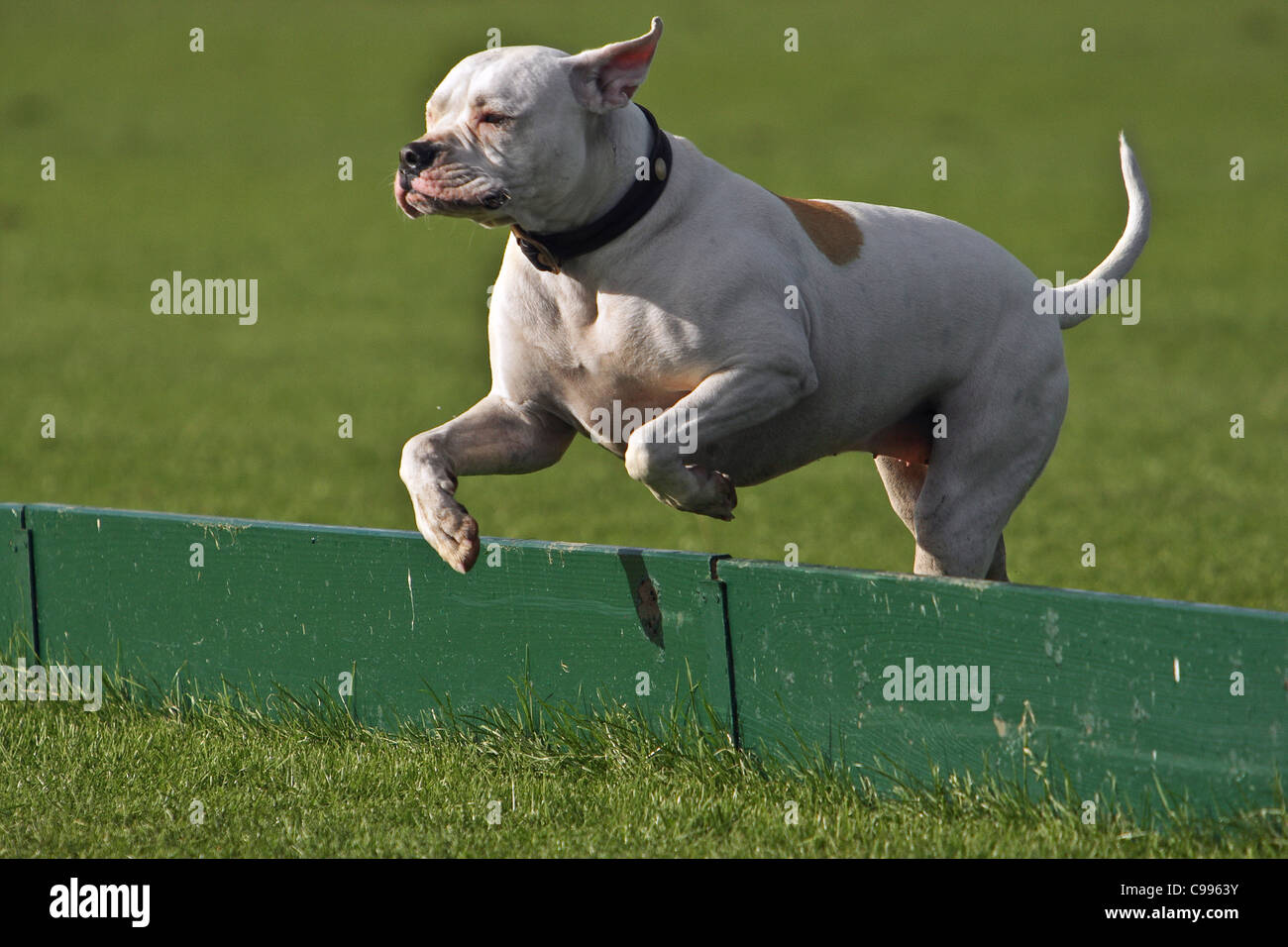Can Bulldogs Jump