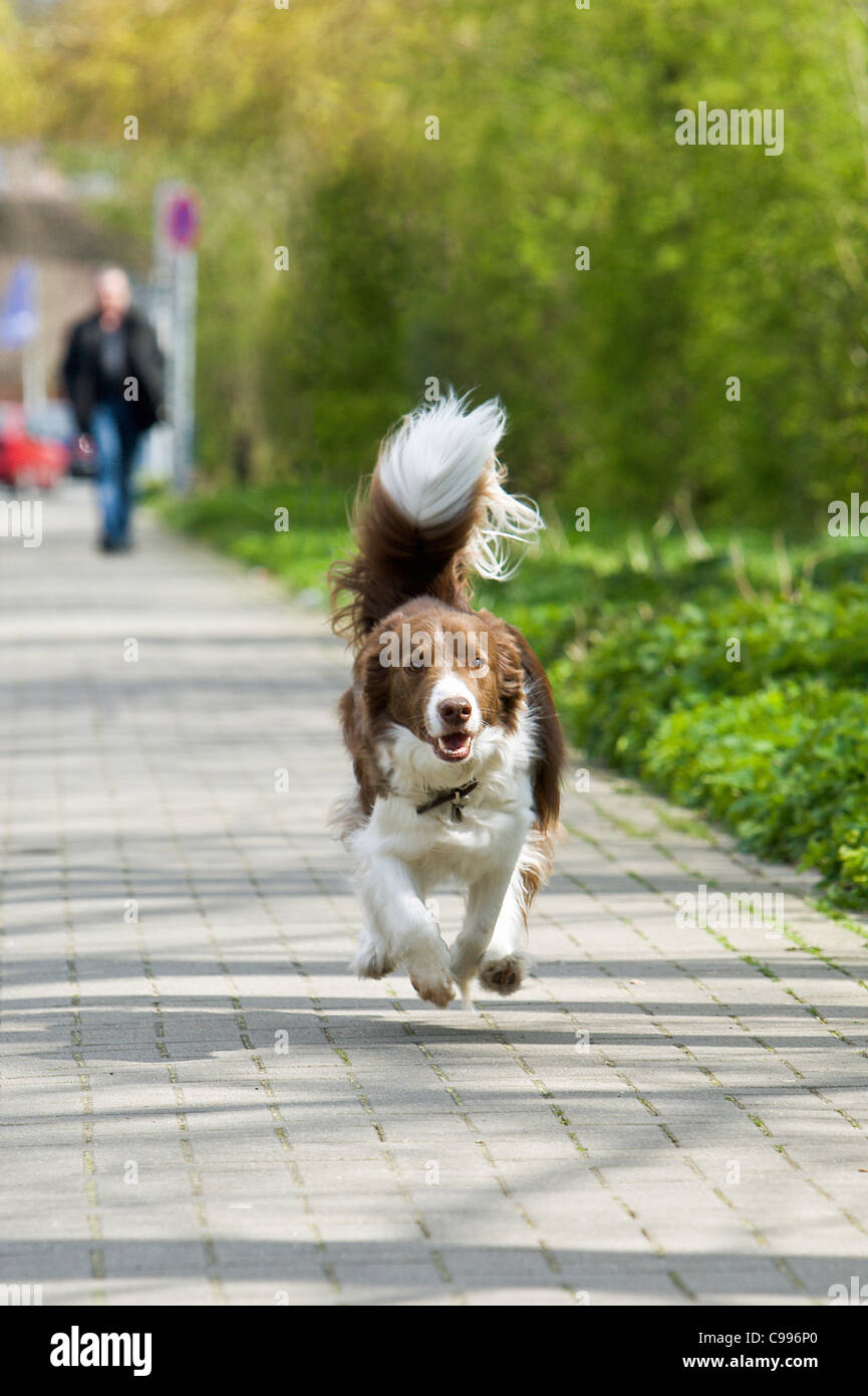 Border Collie - running Stock Photo - Alamy