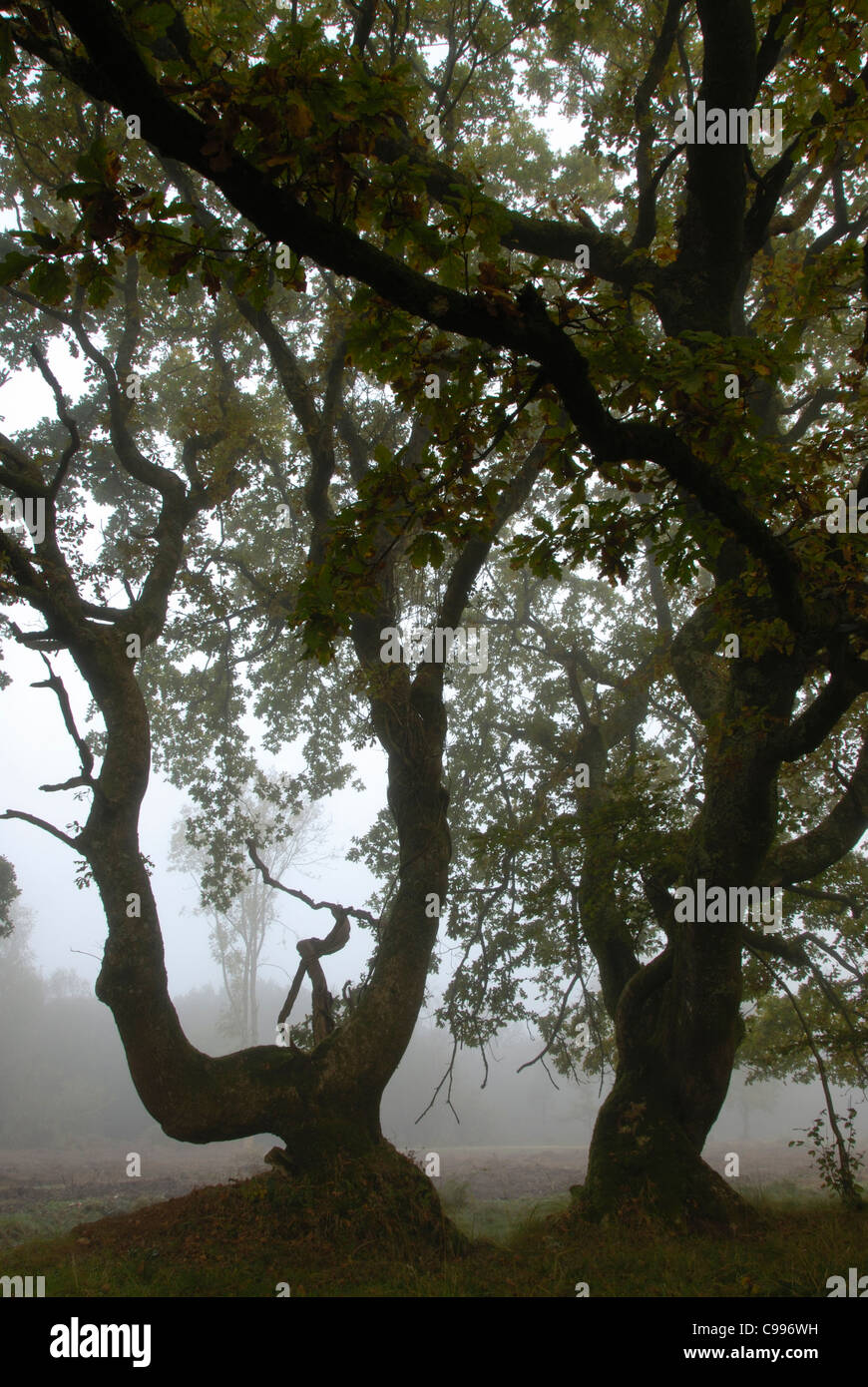 Common oak trees hi-res stock photography and images - Alamy