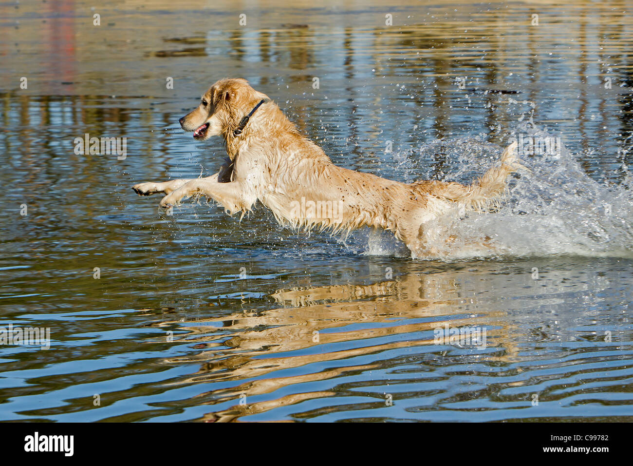 Golden retriever runs wet hi-res stock photography and images - Alamy