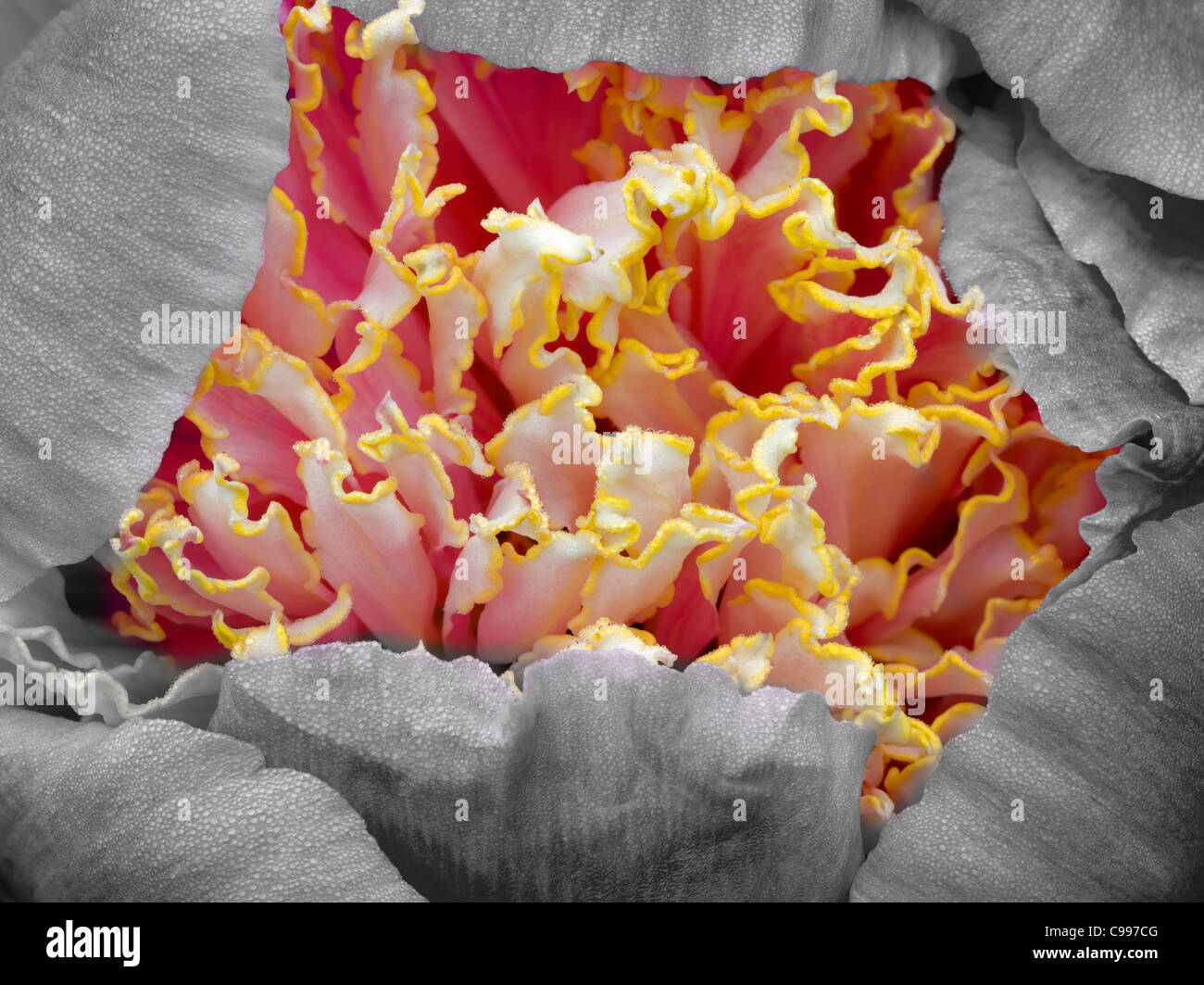 Doreen hi-res stock photography and images - Alamy