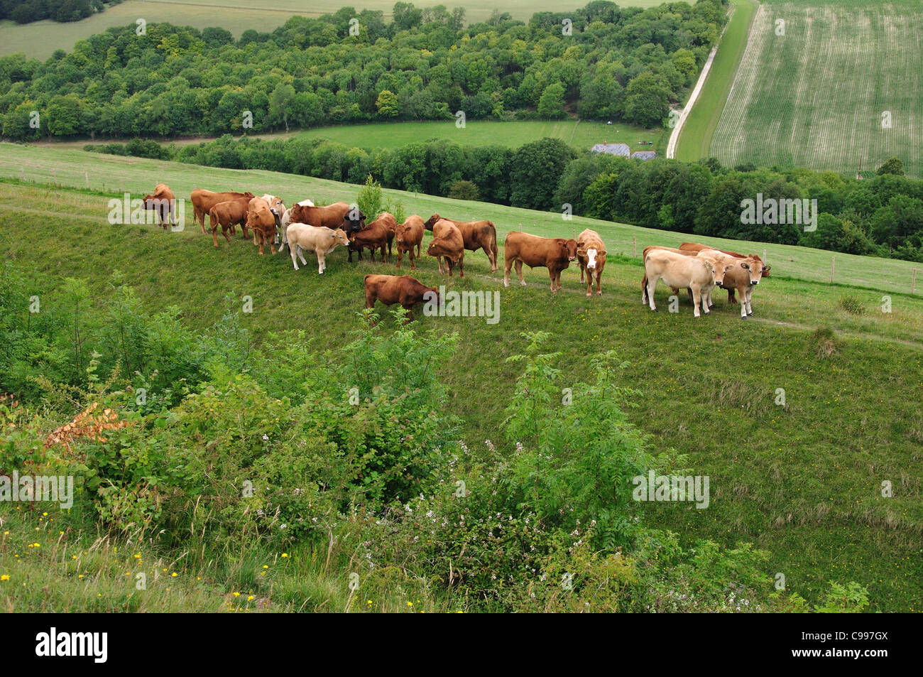 A herd of cows on Hod Hill, an iron age hillfort, Dorset UK Stock Photo ...