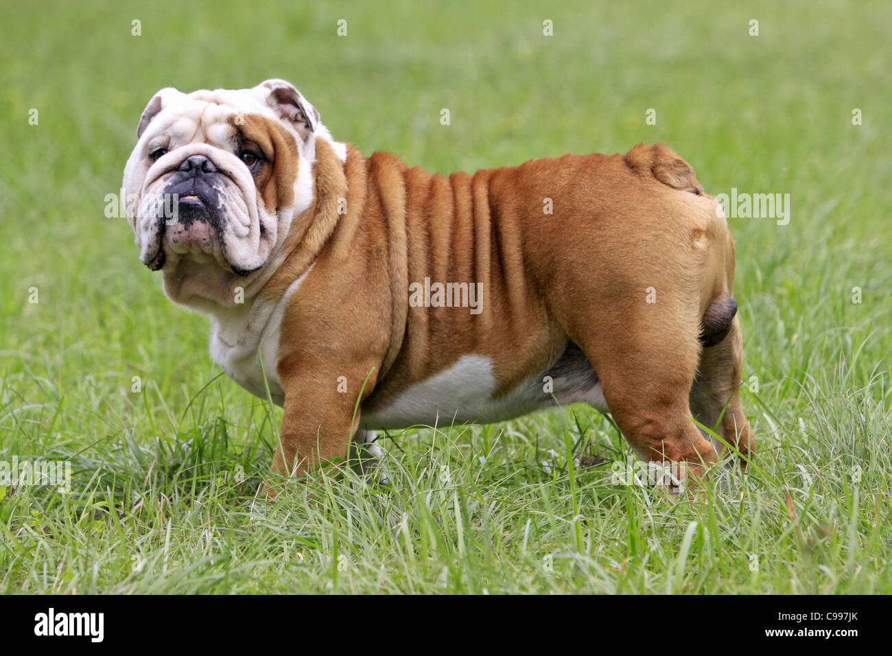 English Bulldog. Adult dog standing meadow Stock Photo - Alamy