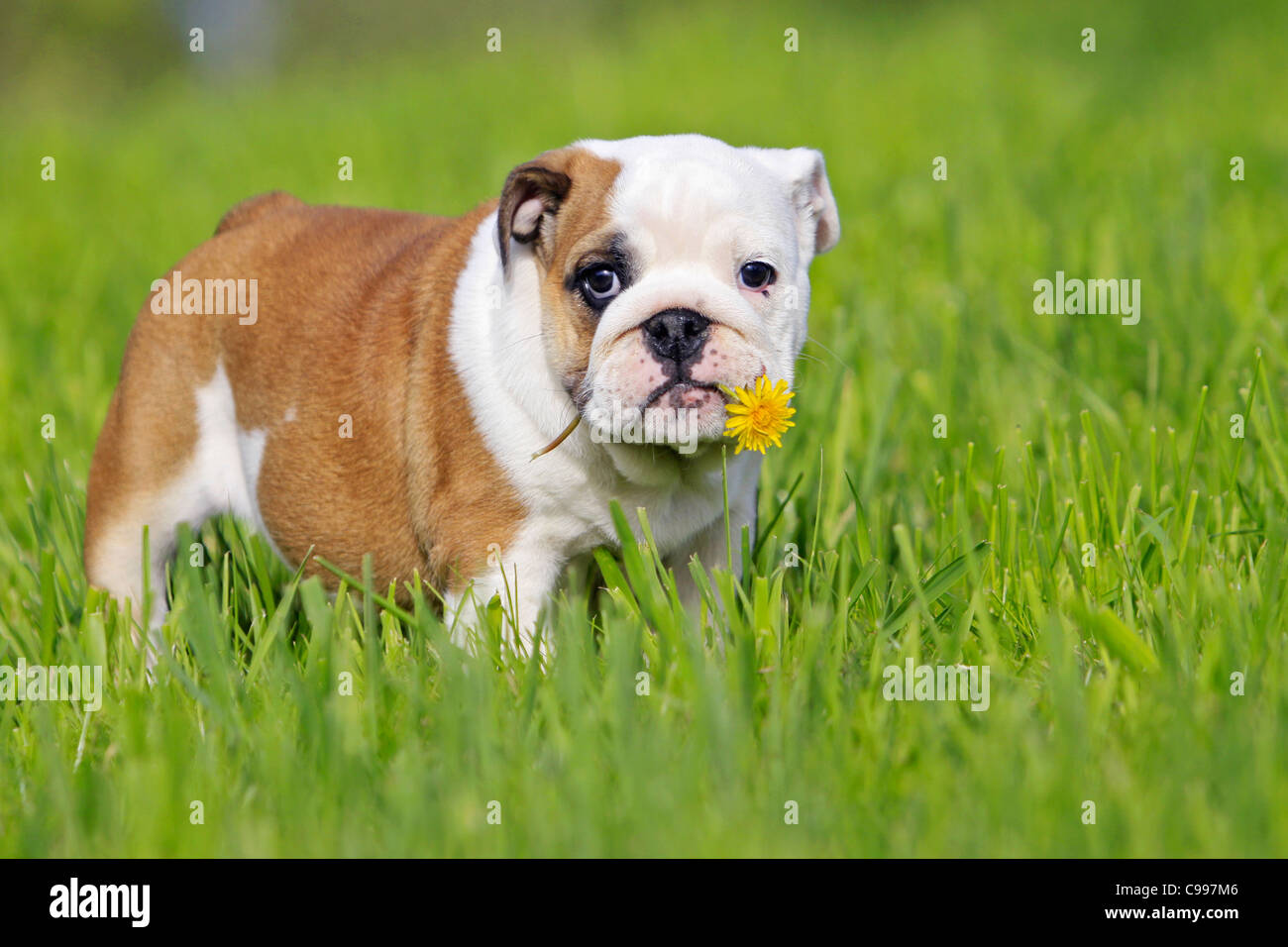 English Bulldog. Puppy standing on a meadow, with dandelion flower in ...