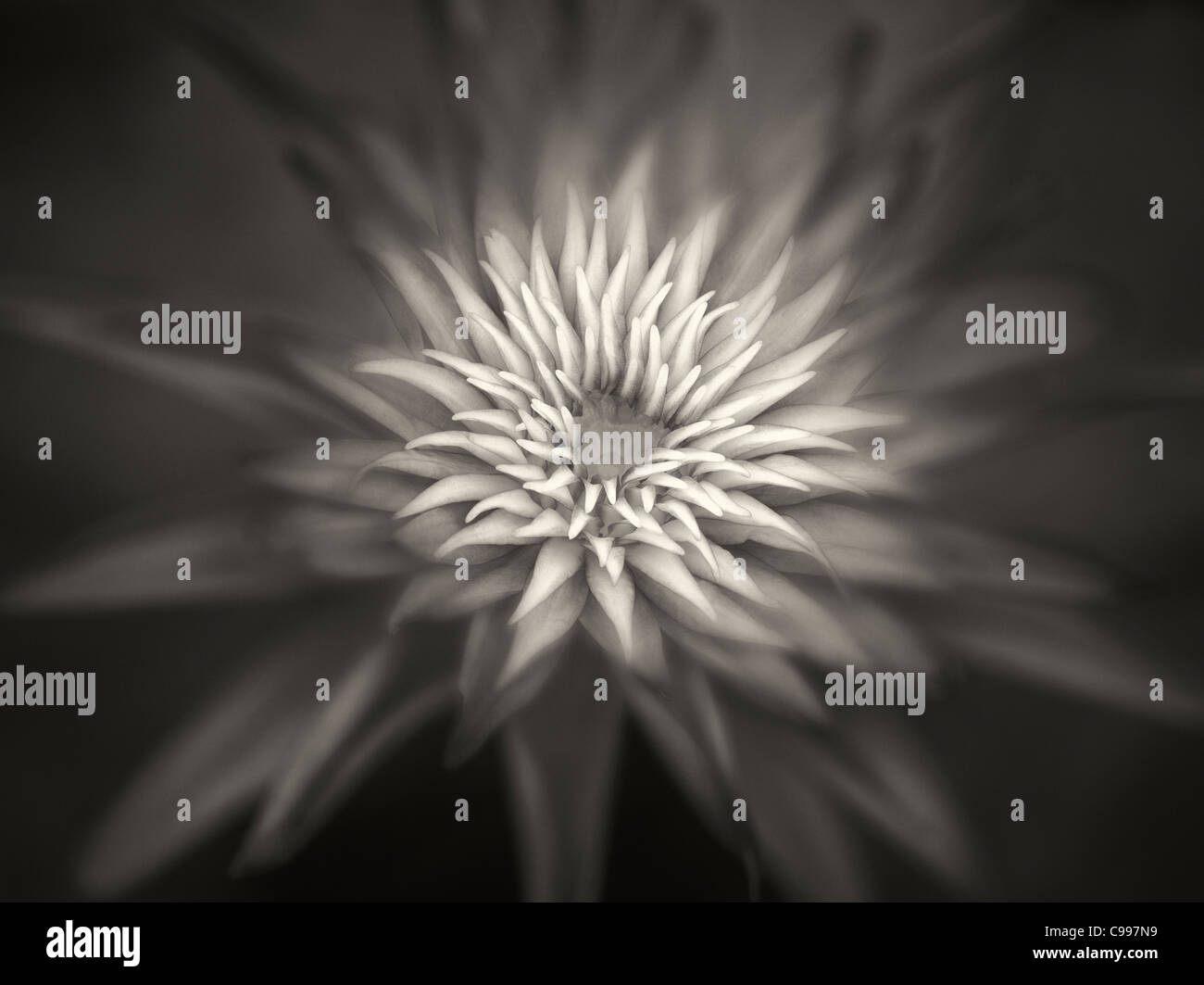 Foxfire High Resolution Stock Photography and Images - Alamy