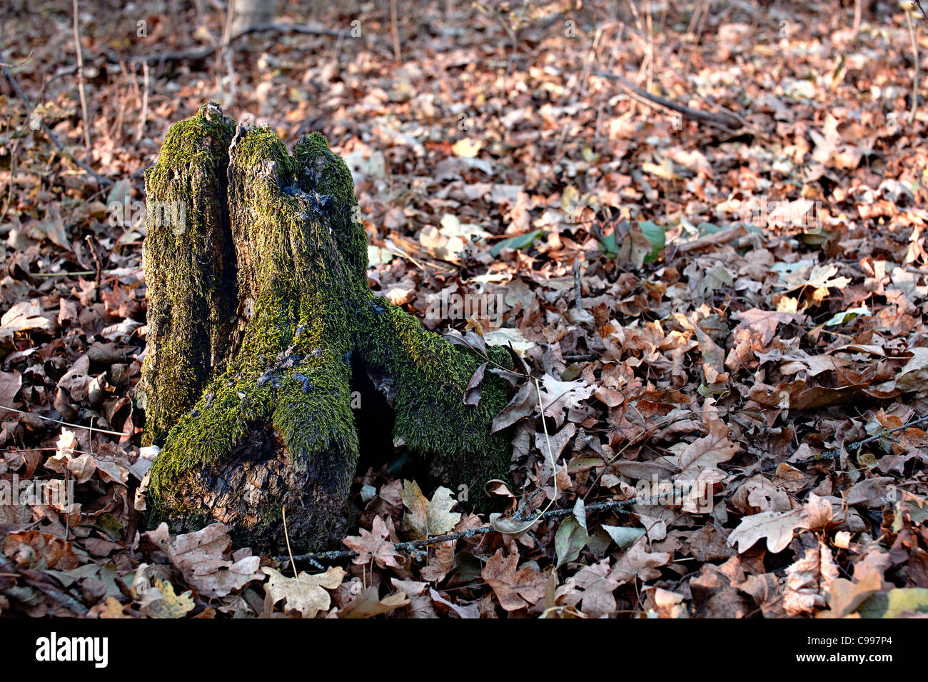 Old stump in the autumn forest Stock Photo - Alamy