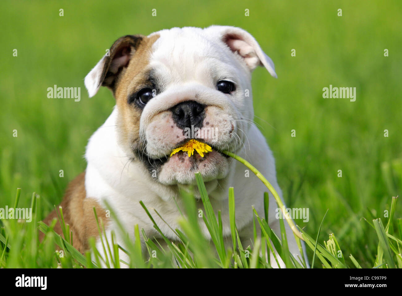 English Bulldog. Puppy in a meadow, chewing on a Dandelion flower Stock ...