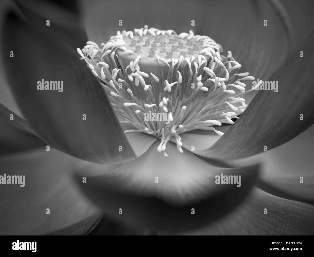 Lotus flower Black and White Stock Photos & Images - Alamy