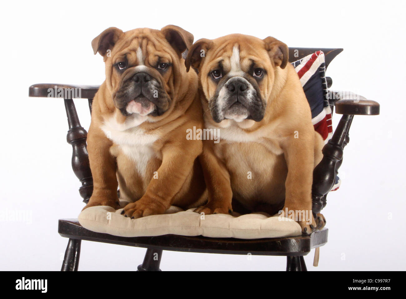 two English Bulldogs - sitting on chair Stock Photo - Alamy