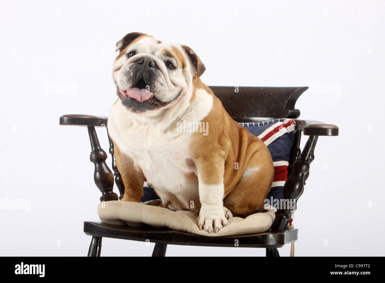 English Bulldog - sitting on chair Stock Photo - Alamy