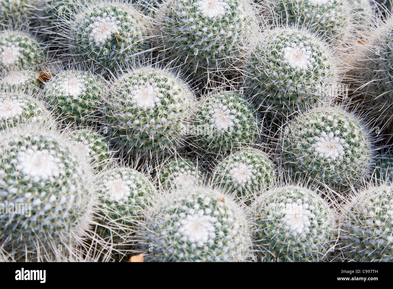 Small round cacti at the Franklin Park Conservatory in Columbus, Ohio ...