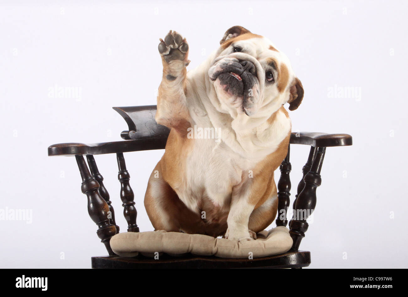English Bulldog - sitting on chair Stock Photo - Alamy
