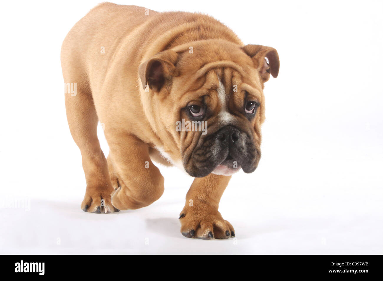 English Bulldog - walking - cut out Stock Photo - Alamy