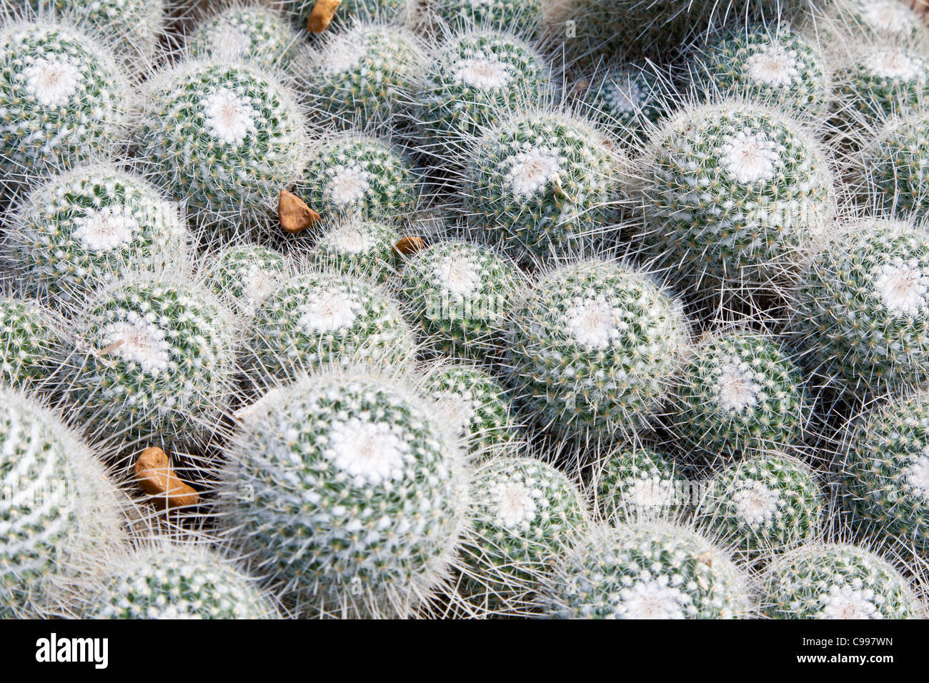 Small round cacti at the Franklin Park Conservatory in Columbus, Ohio ...