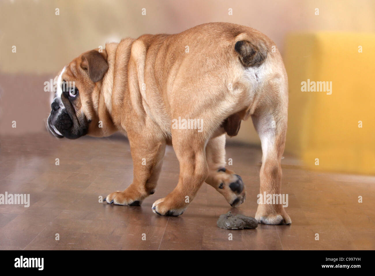 bad habit : English Bulldog pooping the flat Stock Photo - Alamy