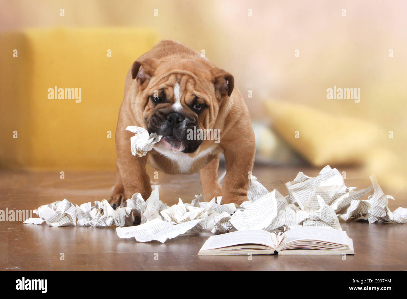 bad habit : English Bulldog with destroyed book Stock Photo - Alamy