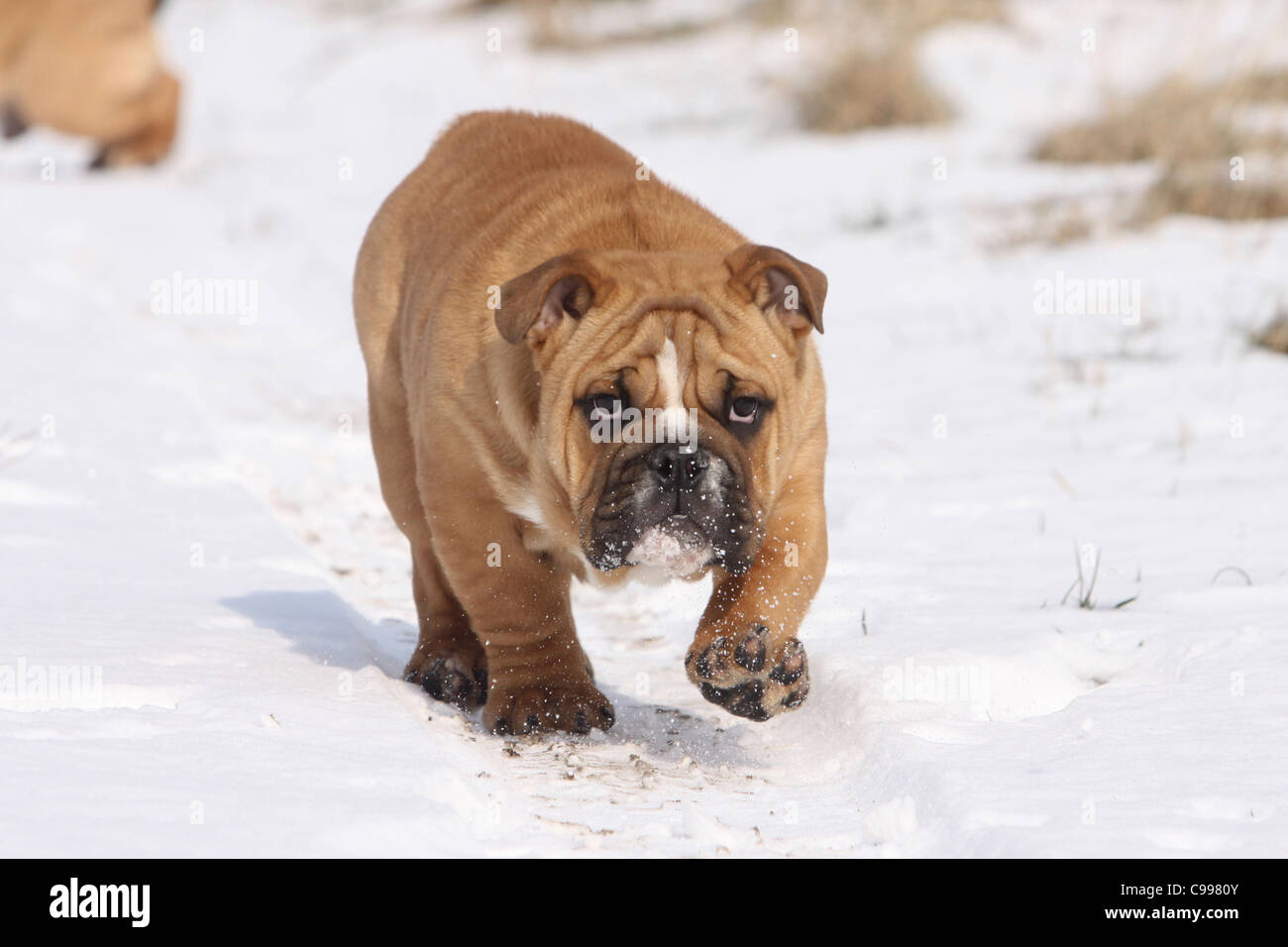 English Bulldog walking snow Stock Photo - Alamy