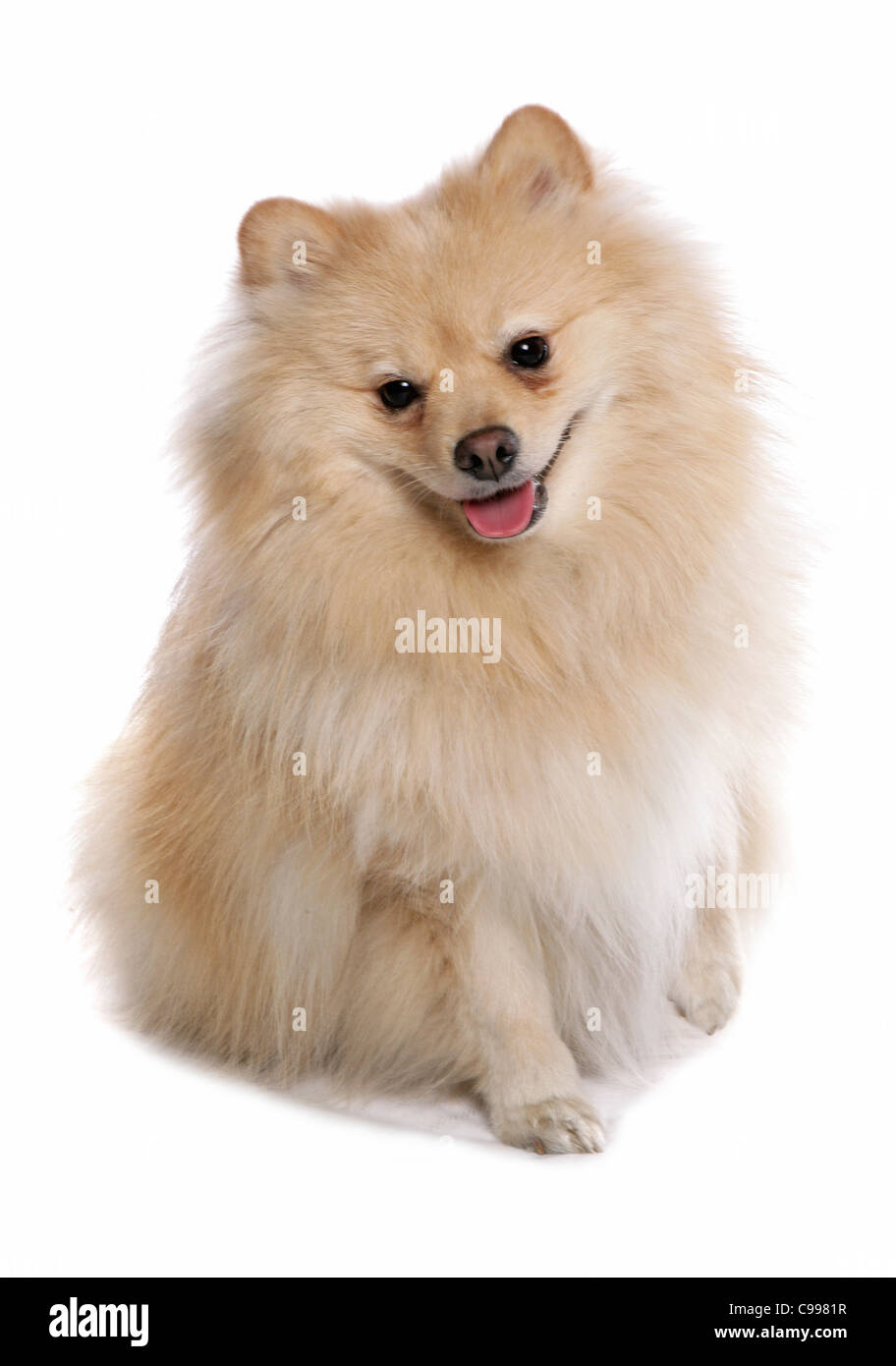 German Spitz - sitting - cut out Stock Photo - Alamy