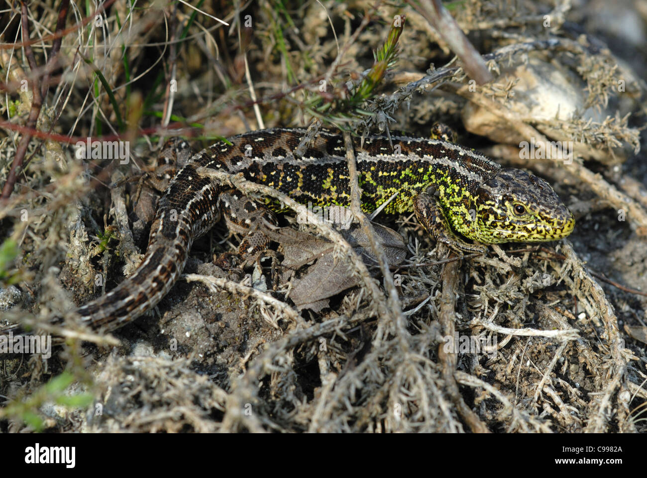 Male sand lizard in breeding condition Stock Photo - Alamy
