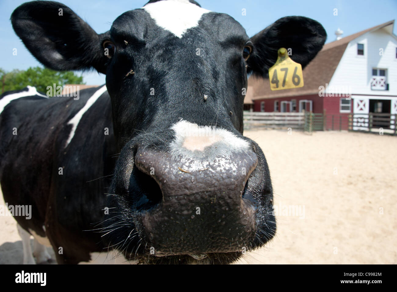 Single Holstein cow at a dairy farm in a pen Stock Photo - Alamy