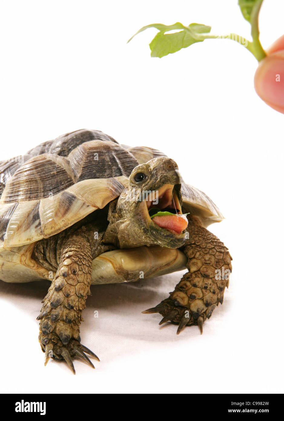 Testudo hermanni eating hi-res stock photography and images - Alamy