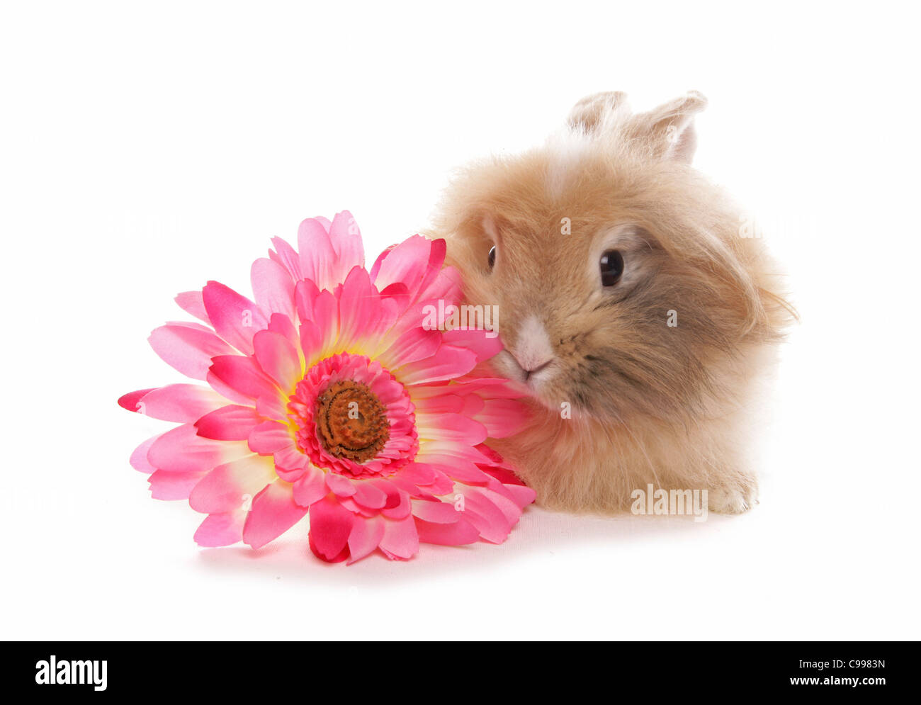 Dwarf rabbit next to blossom Stock Photo - Alamy