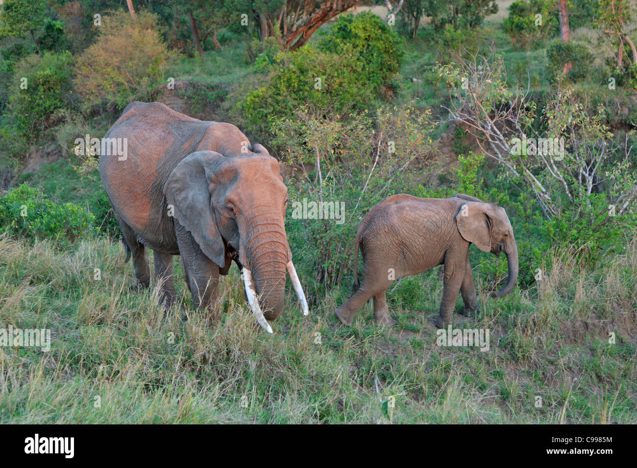 African elephant and cub Stock Photo - Alamy
