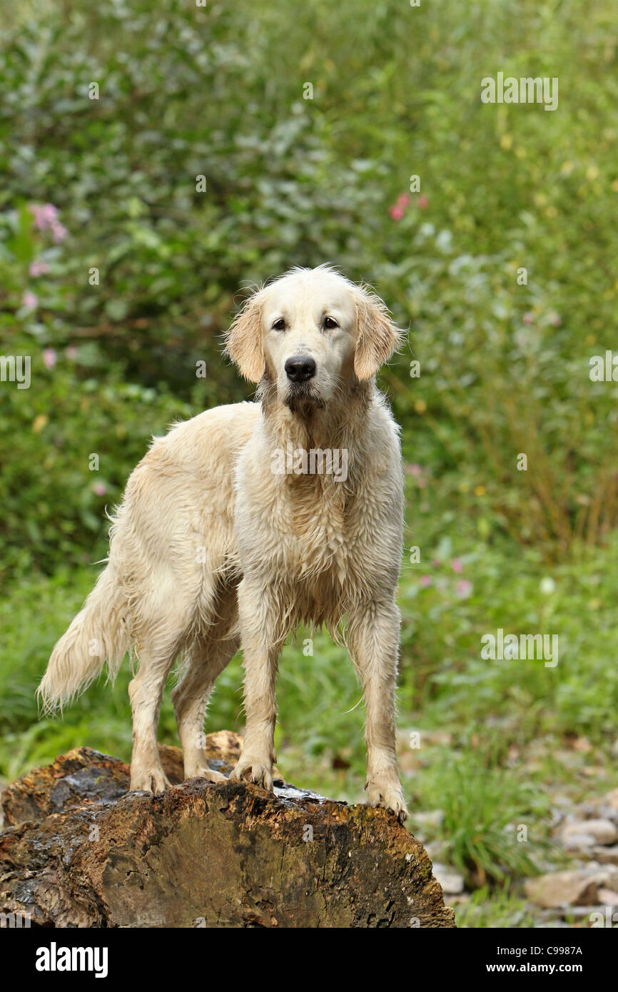 Golden Retriever dog standing Stock Photo - Alamy