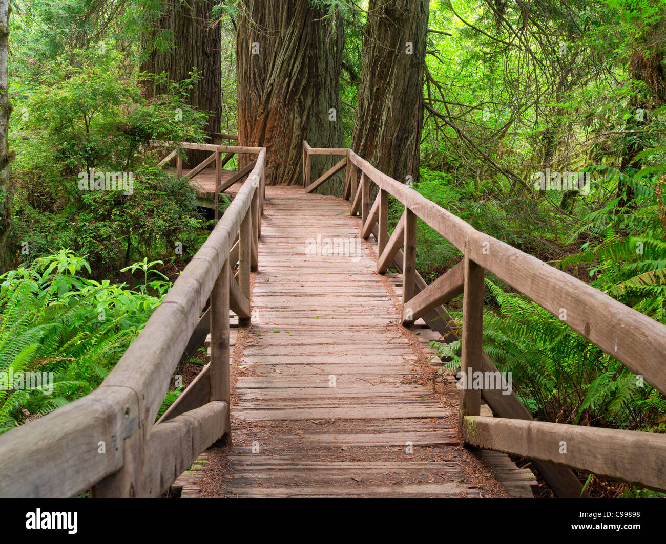 Bridge over creek in Redwood National and State Parks, California Stock ...