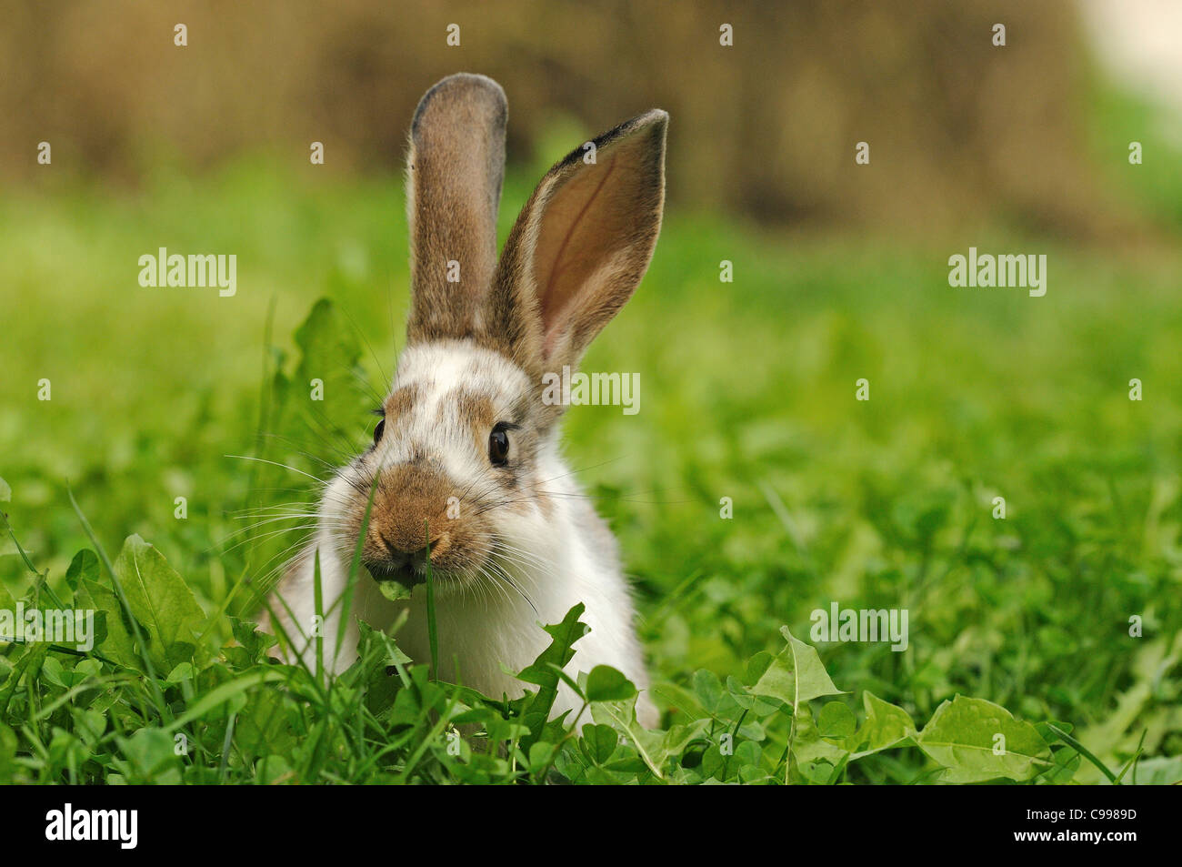 Domestic Rabbit on a meadow Stock Photo - Alamy