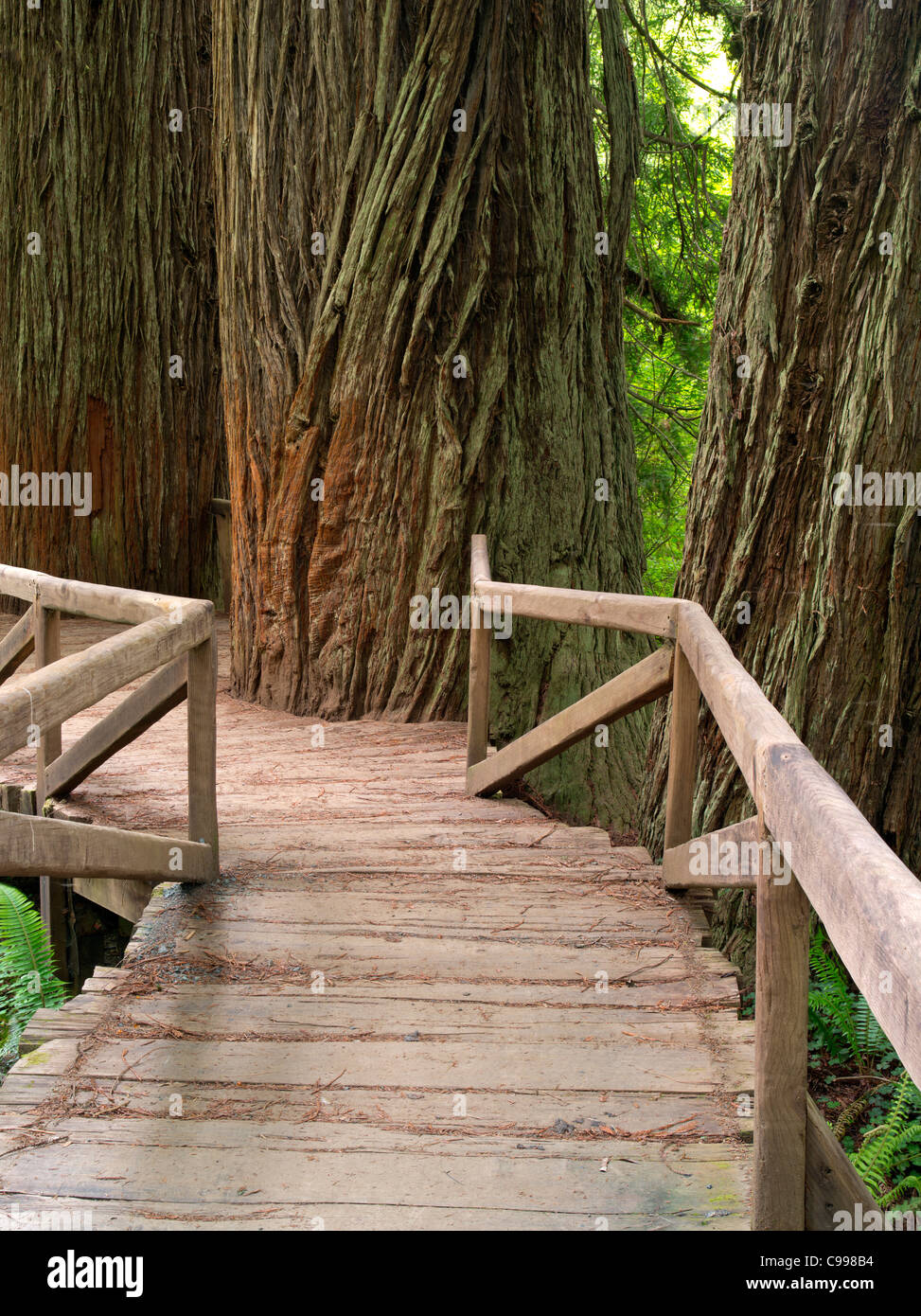 Bridge over creek in Redwood National and State Parks, California Stock ...