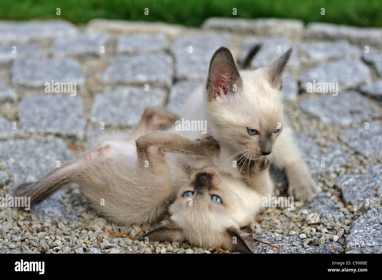 Siamese cat two kittens Stock Photo - Alamy