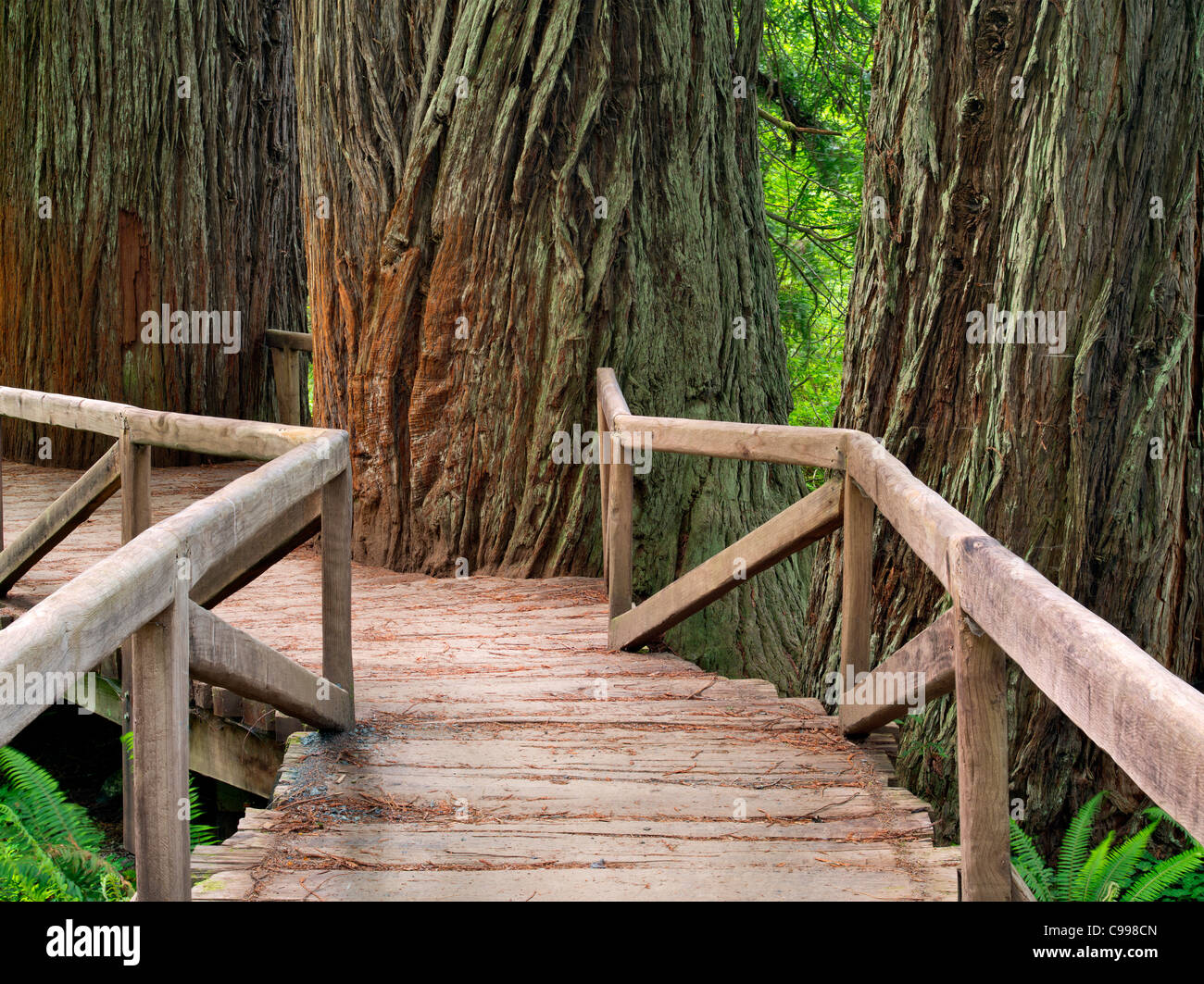 Redwood national and state park hi-res stock photography and images - Alamy