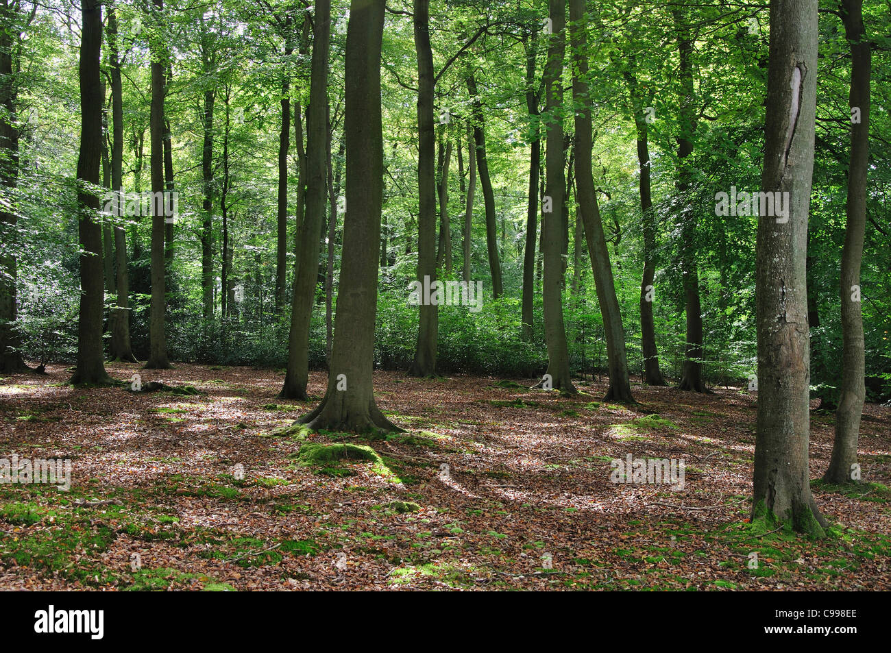 Sonning common hi-res stock photography and images - Alamy
