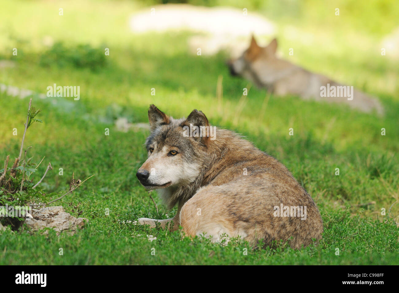 Eastern wolves eastern timber wolf hi-res stock photography and images ...