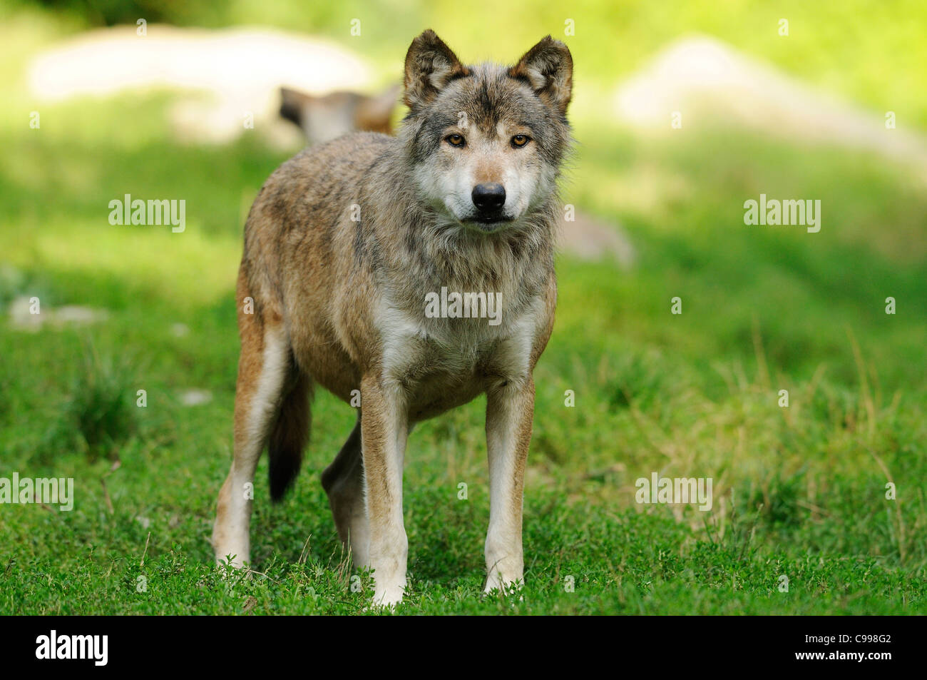 Eastern Grey Wolf Stock Photos & Eastern Grey Wolf Stock Images - Alamy