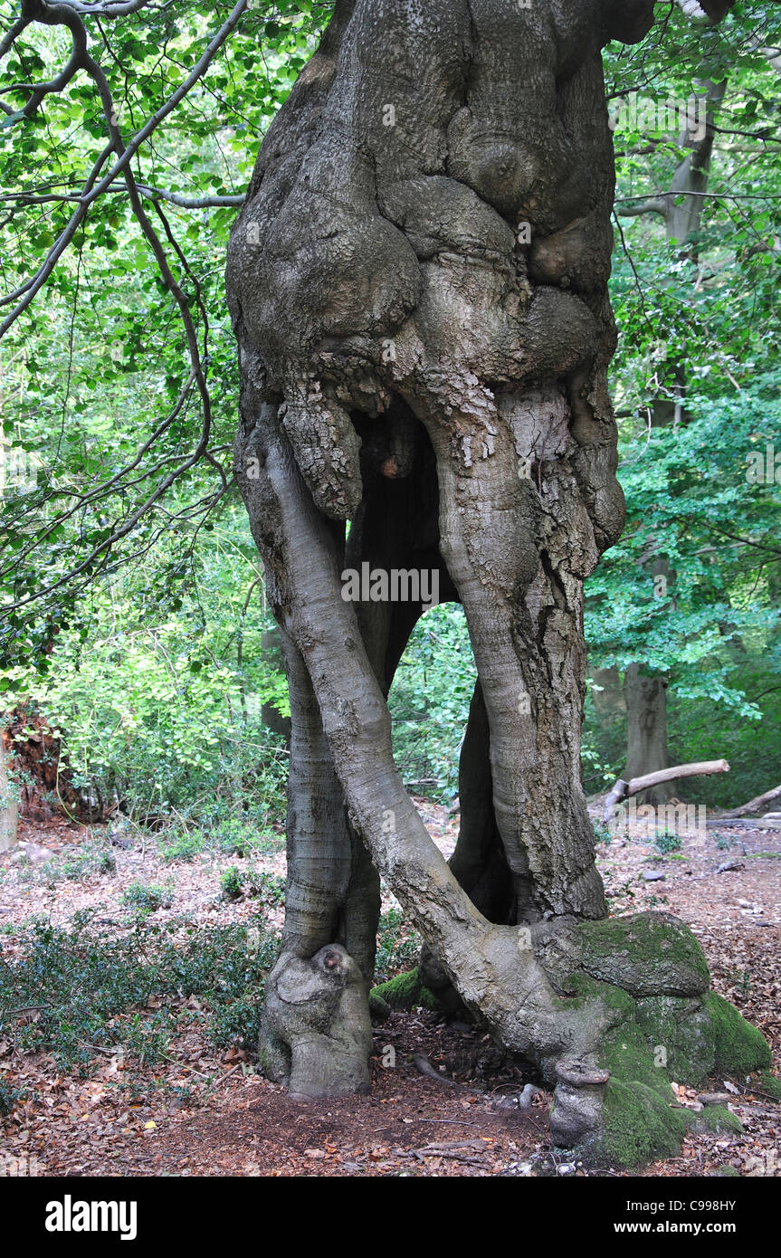 Burnham Beeches, near Slough, UK September 2011 Stock Photo - Alamy
