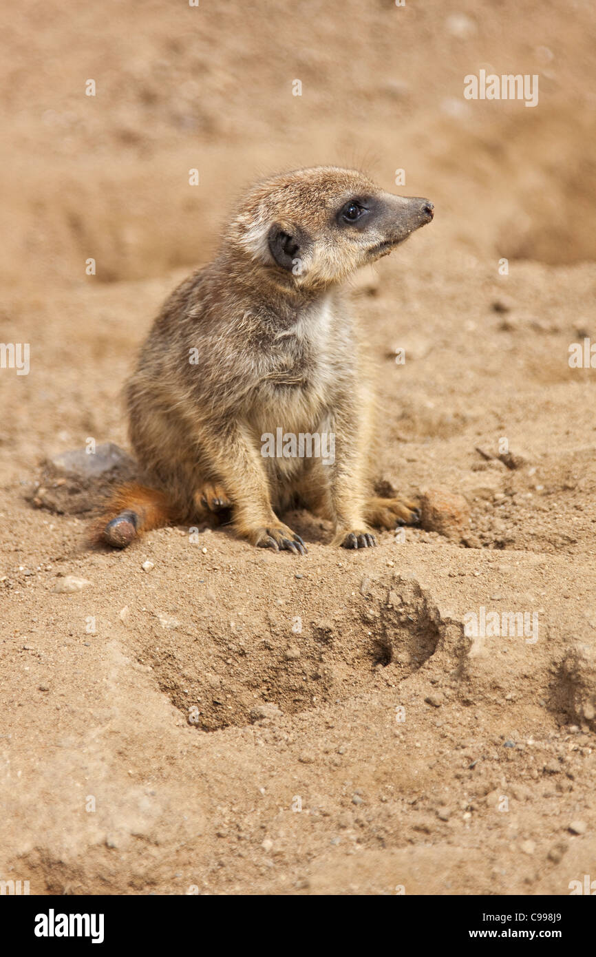Meerkat sitting / Suricata suricatta Stock Photo - Alamy