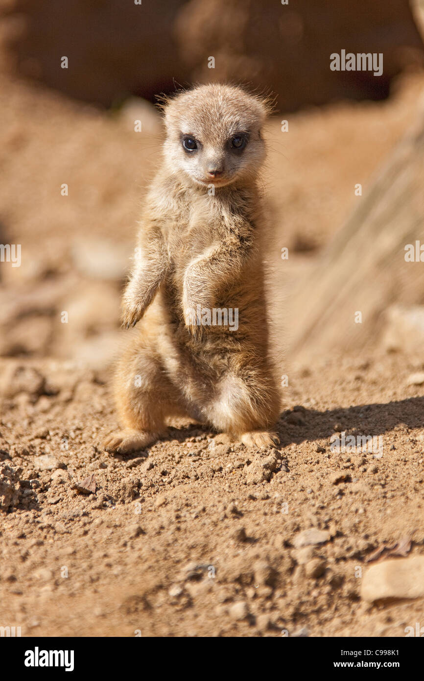 Meerkat cub / Suricata suricatta Stock Photo - Alamy