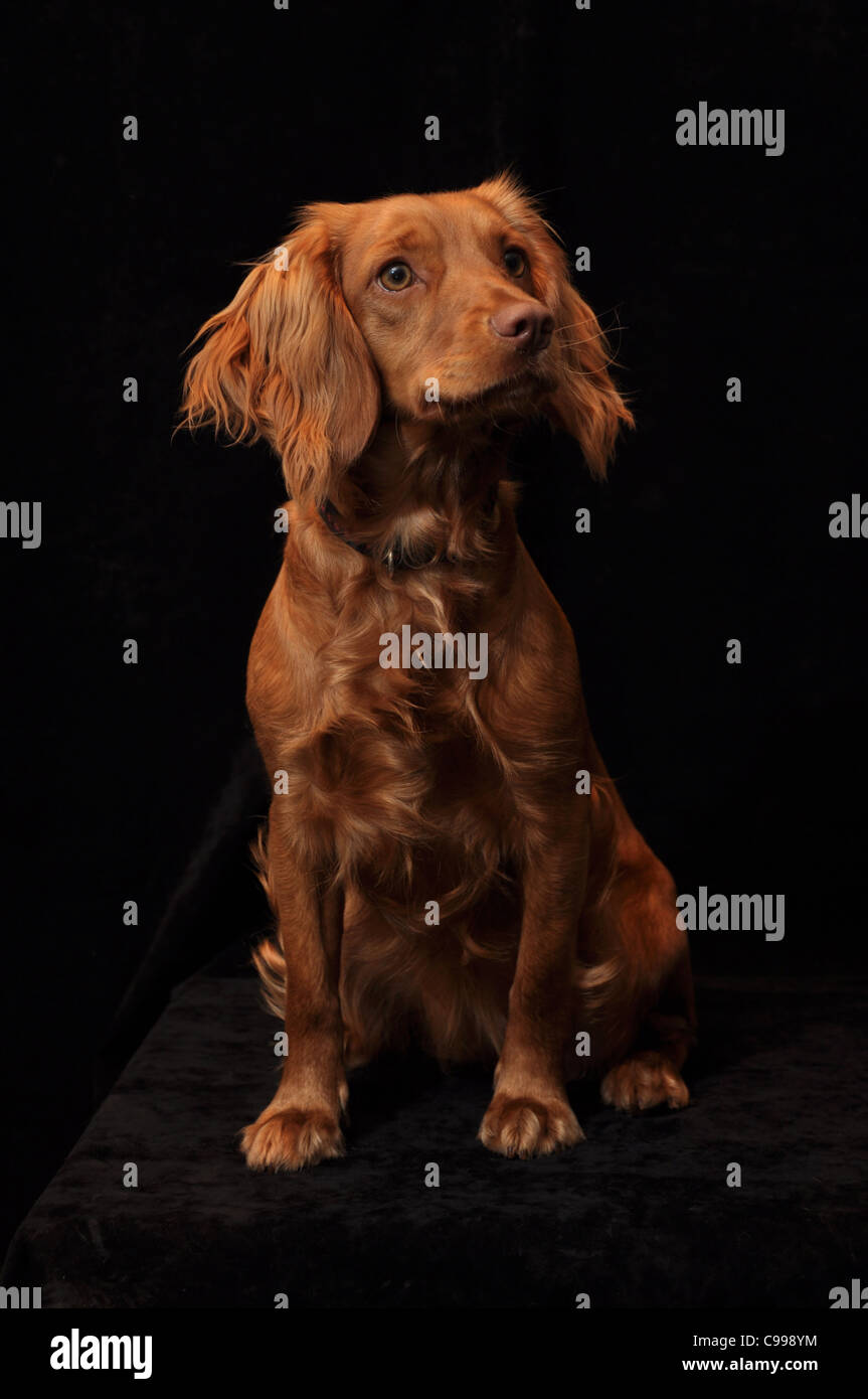 Working cocker spaniel sitting hi-res stock photography and images - Alamy