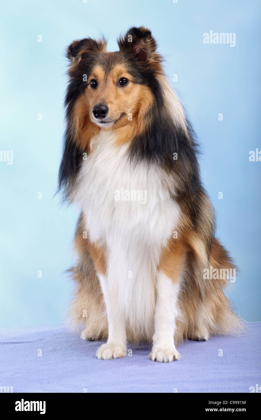 Sheltie dog - sitting Stock Photo - Alamy