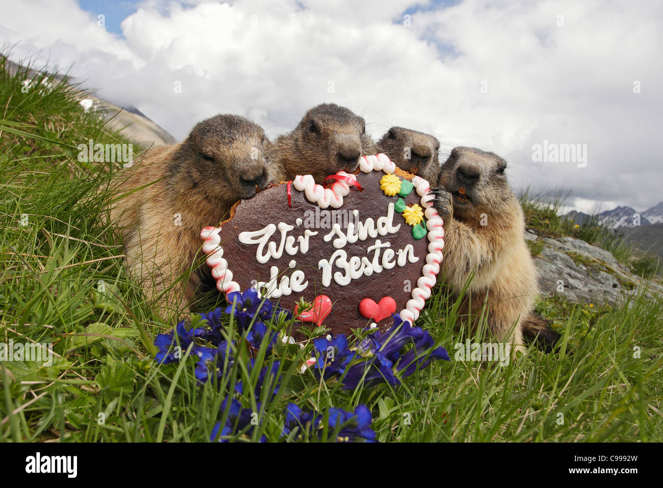 four Alpine marmots at Lebkuchen heart Stock Photo - Alamy
