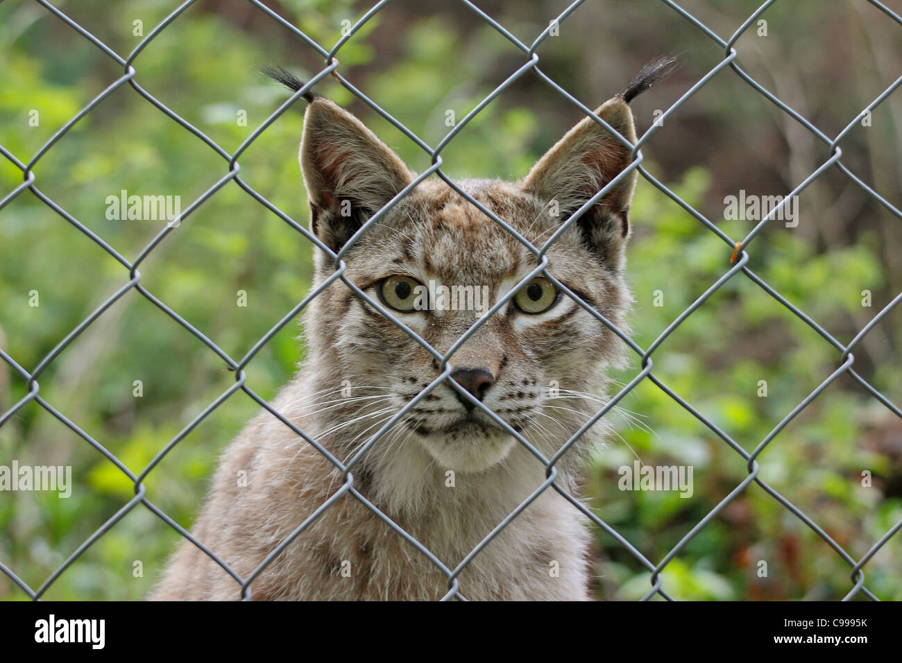 Eurasian lynx behind fence / Lynx lynx Stock Photo - Alamy