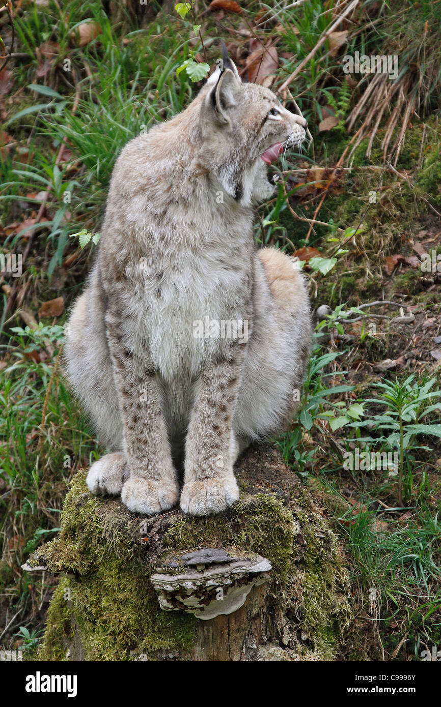 Eurasian lynx sitting / Lynx lynx Stock Photo - Alamy
