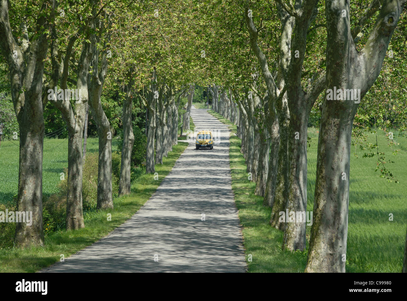Plane tree alley hi-res stock photography and images - Alamy