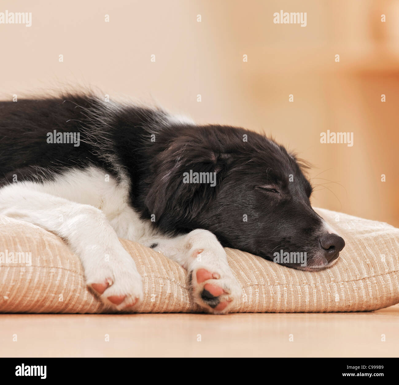 Border Collie dog puppy sleeping Stock Photo - Alamy