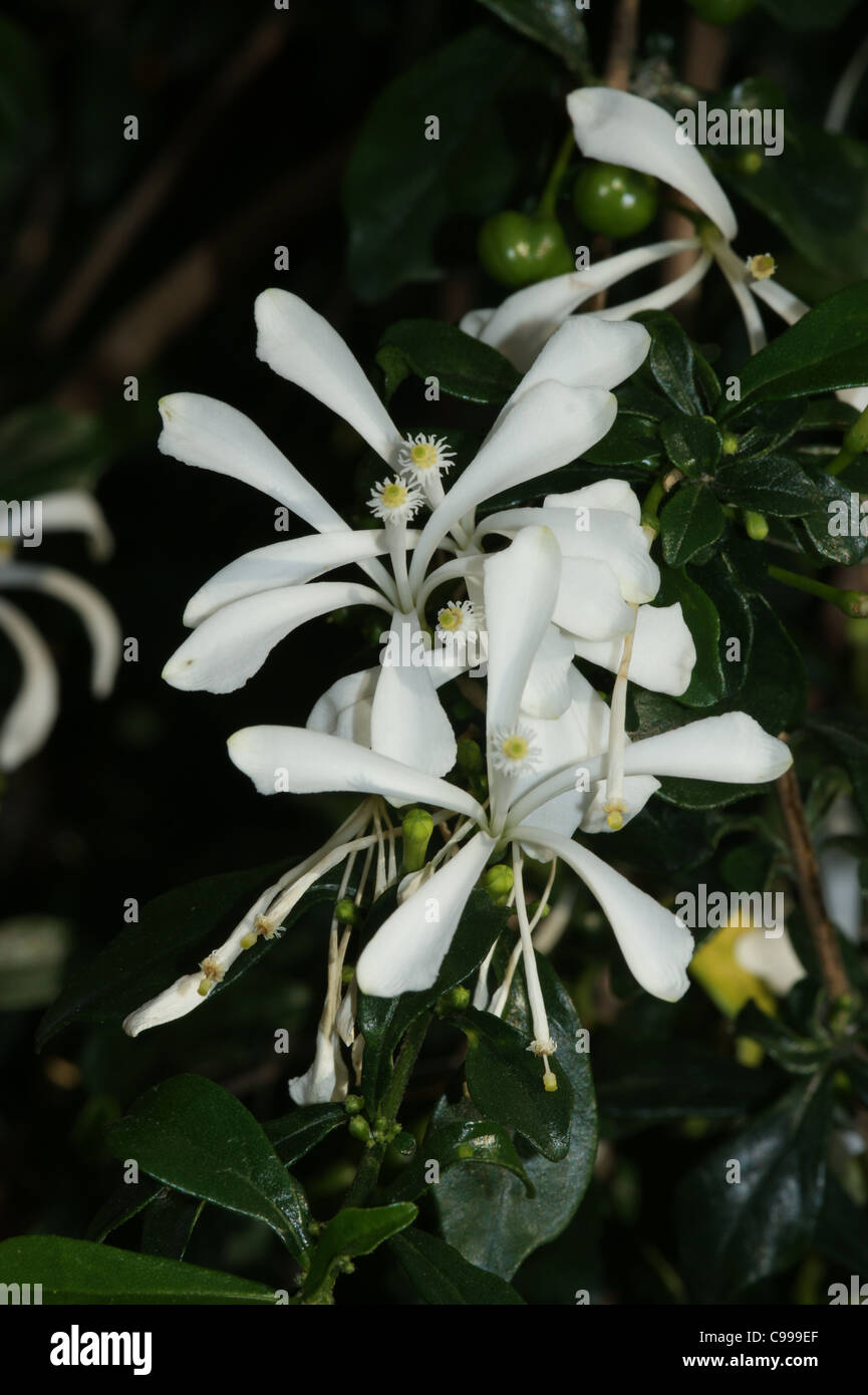 Turraea hi-res stock photography and images - Alamy