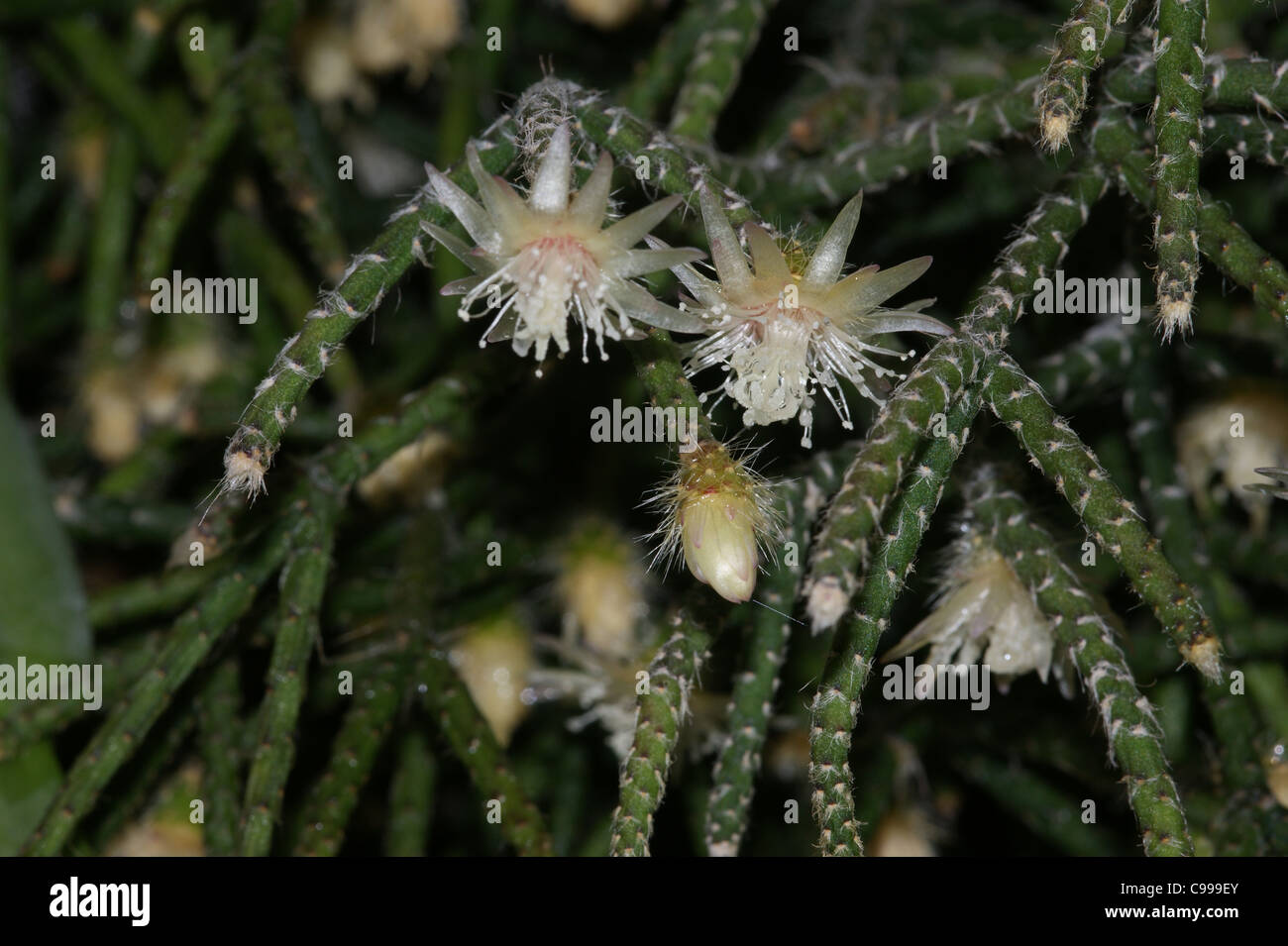 Rhipsalis High Resolution Stock Photography and Images - Alamy
